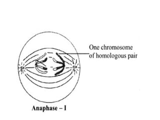 meiosis-role in formation of gametes and reproduction | PPTX