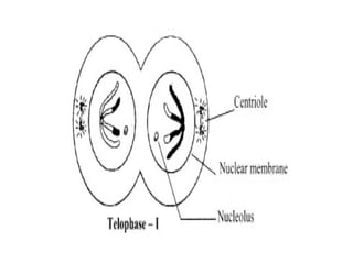 meiosis-role in formation of gametes and reproduction | PPTX
