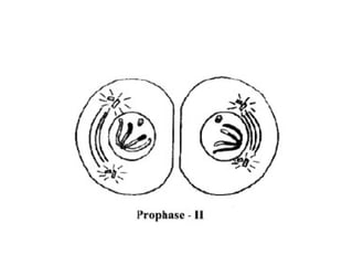 meiosis-role in formation of gametes and reproduction | PPTX