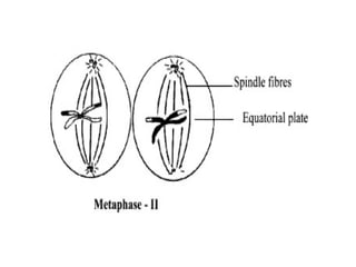 meiosis-role in formation of gametes and reproduction | PPTX