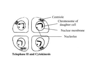 meiosis-role in formation of gametes and reproduction | PPTX