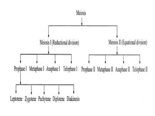 meiosis-role in formation of gametes and reproduction | PPTX