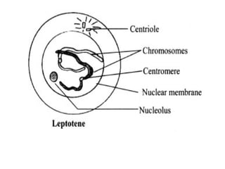 meiosis-role in formation of gametes and reproduction | PPTX