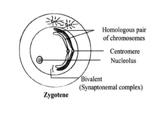 meiosis-role in formation of gametes and reproduction | PPTX