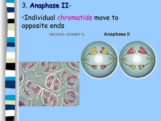 meiosis (gametes making or cell division).ppt