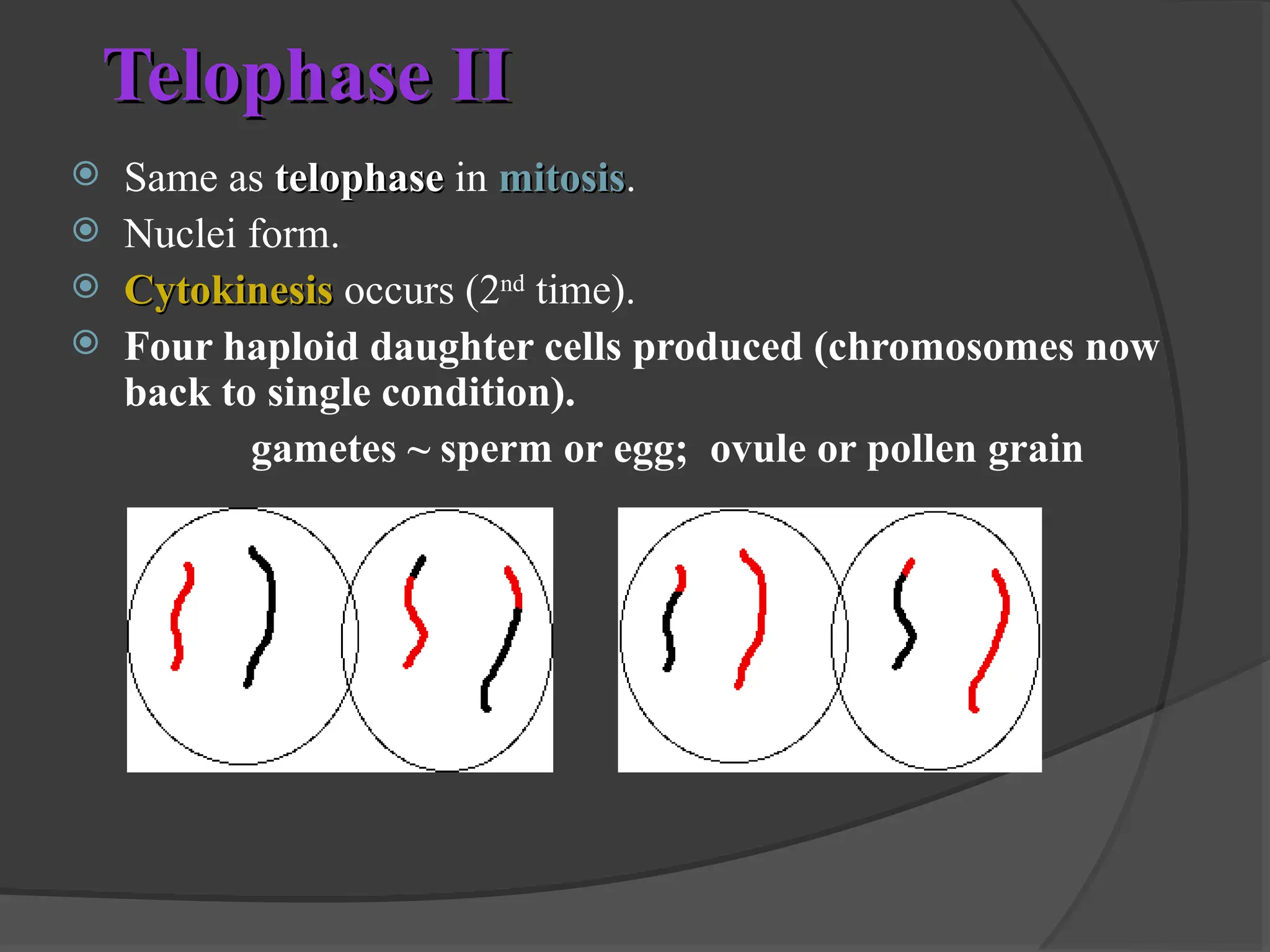 Meiosis- Cell Division for Senior High School | PPT