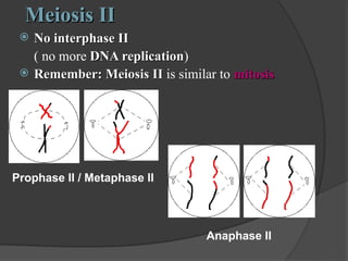 Meiosis- Cell Division for Senior High School | PPT
