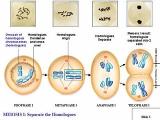 Meiosis- Cell Division for Senior High School | PPT