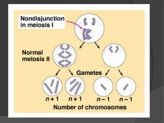 Meiosis- Cell Division for Senior High School | PPT