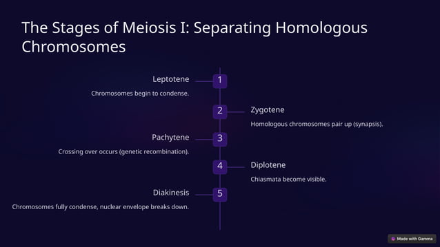 meiosis and its processes: a step by step | PPTX