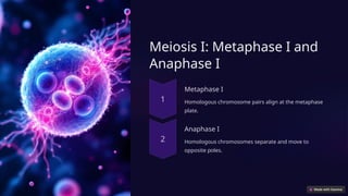 meiosis and its processes: a step by step | PPTX