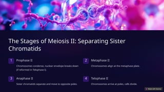 meiosis and its processes: a step by step | PPTX