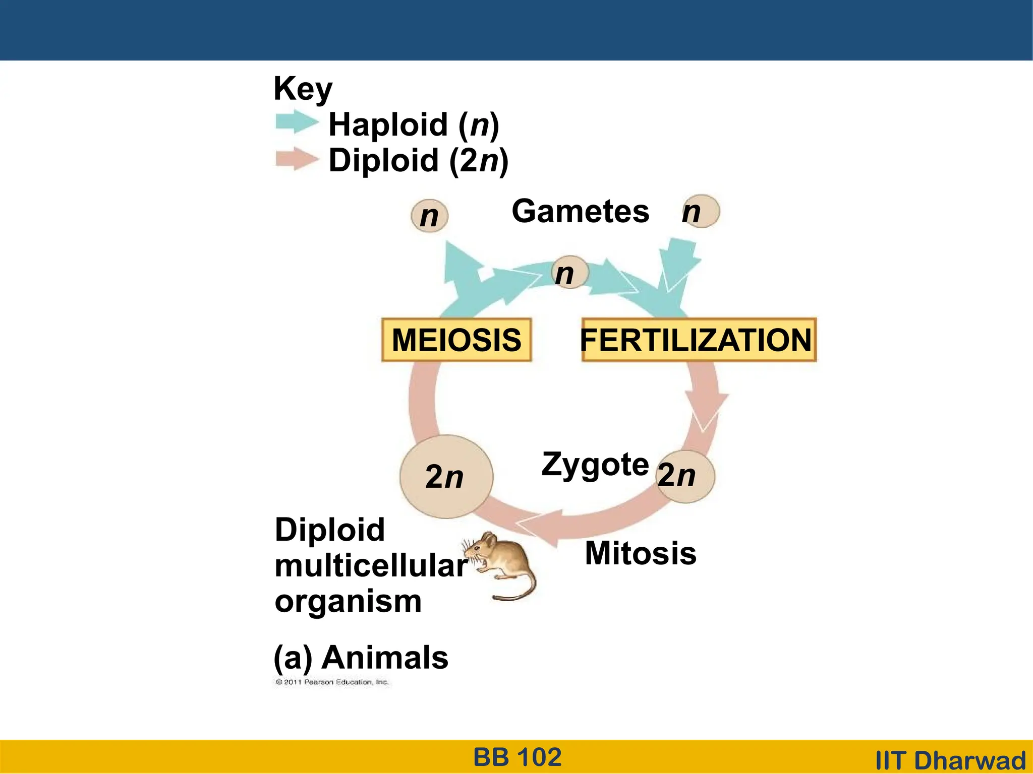 Meiosis cell division biology ppt .pptx