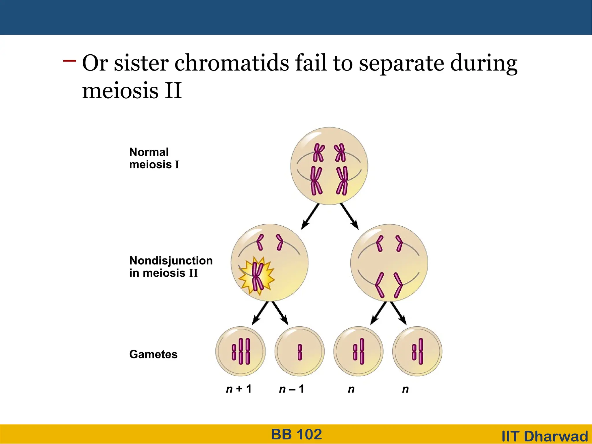 Meiosis cell division biology ppt .pptx