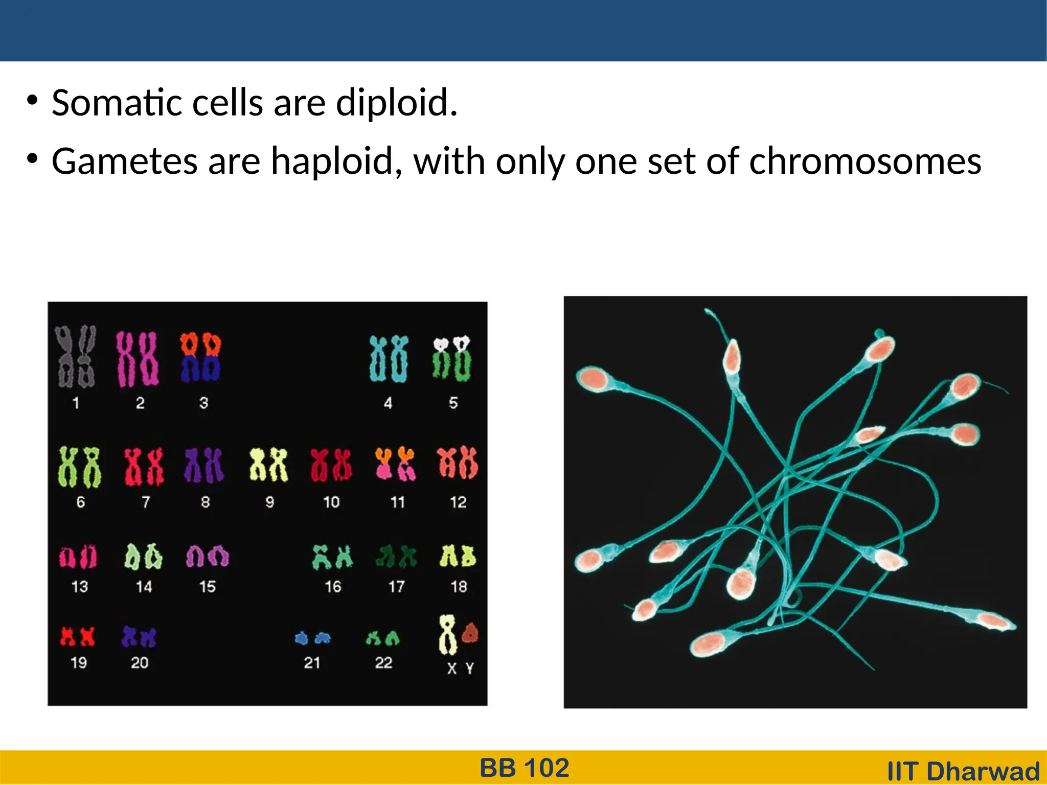 Meiosis cell division biology ppt .pptx