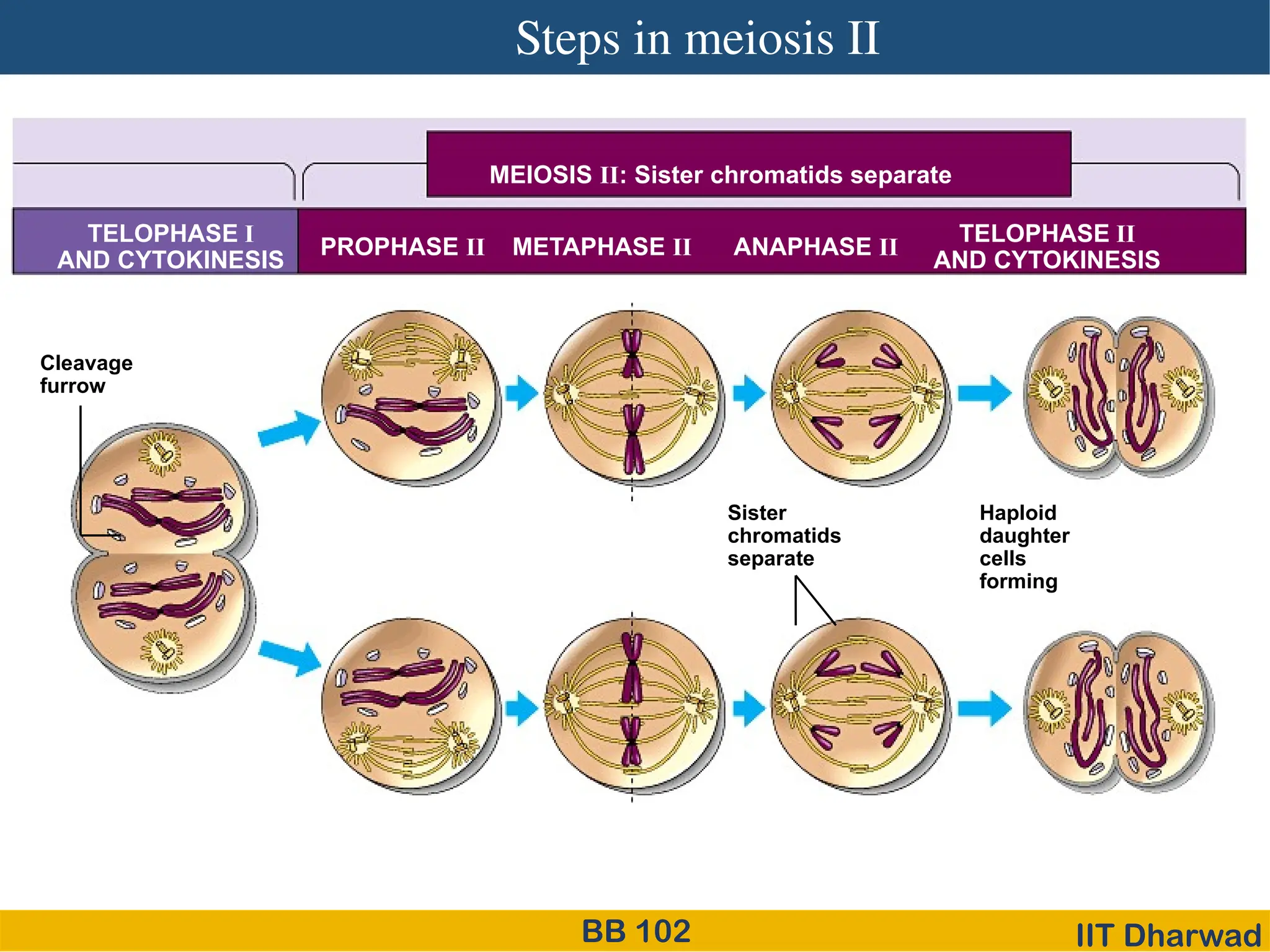 Meiosis cell division biology ppt .pptx