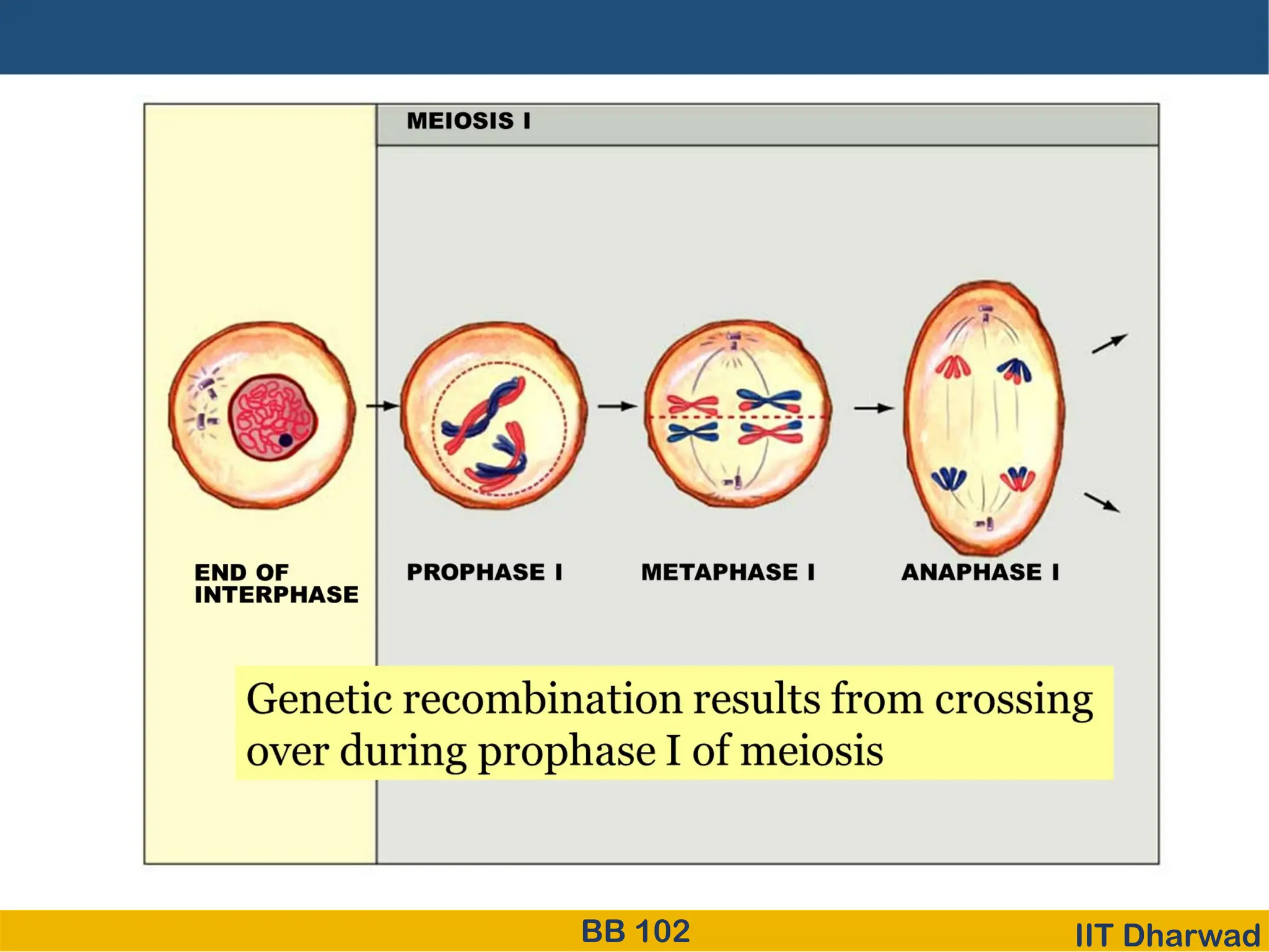 Meiosis cell division biology ppt .pptx