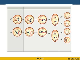 Meiosis cell division biology ppt .pptx