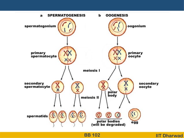 Meiosis cell division biology ppt .pptx