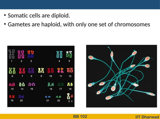 Meiosis cell division biology ppt .pptx