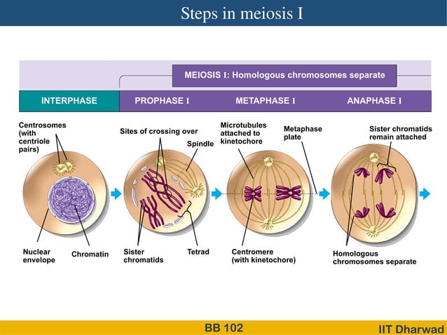 Meiosis cell division biology ppt .pptx