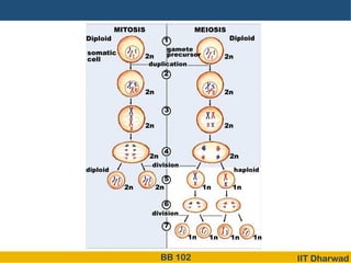 Meiosis cell division biology ppt .pptx