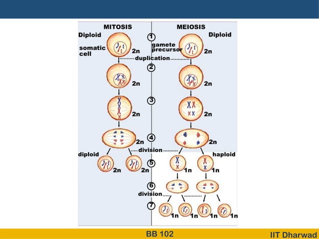 Meiosis cell division biology ppt .pptx