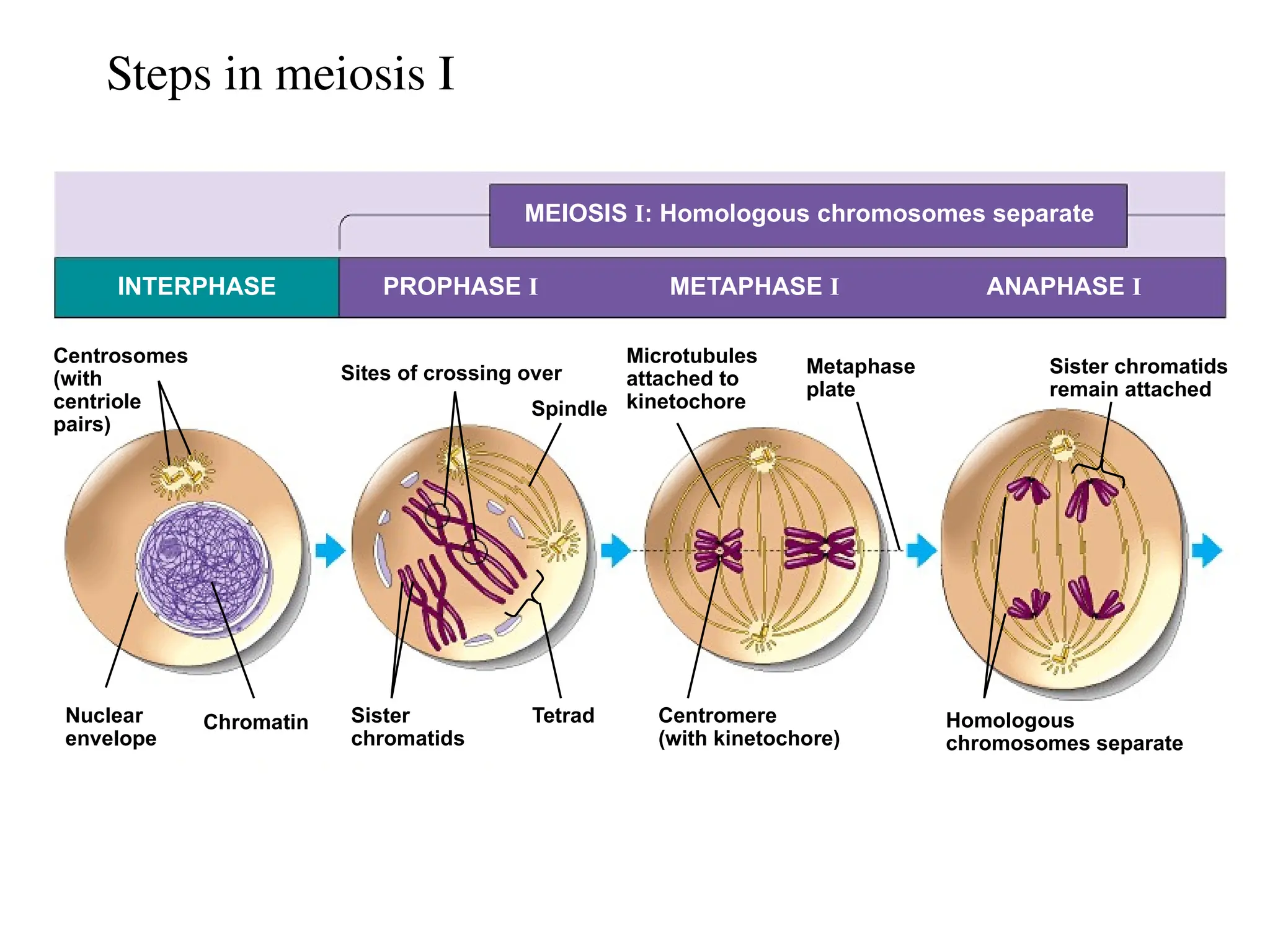 Meiosis taking place in the body of different organisms | PPTX