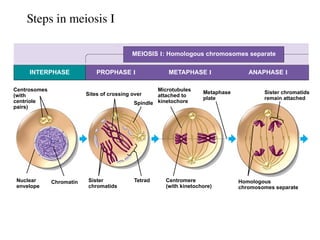 Meiosis taking place in the body of different organisms | PPTX