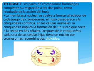 MEIOSIS- etapas del procesos de meiosis | PPTX