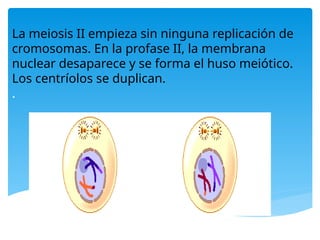 MEIOSIS- etapas del procesos de meiosis | PPTX