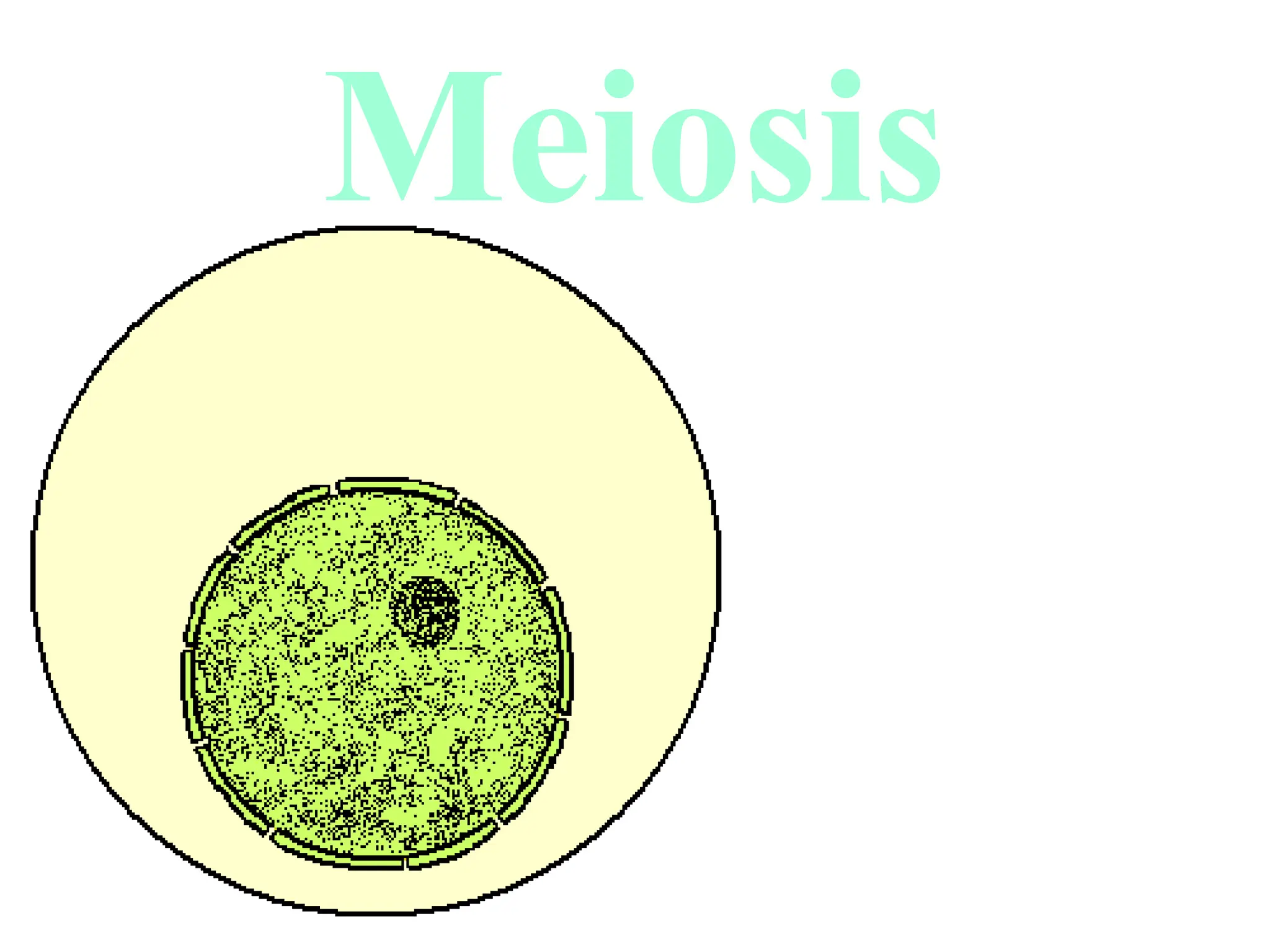 Different stages of meiosis for high school Biology | PPTX