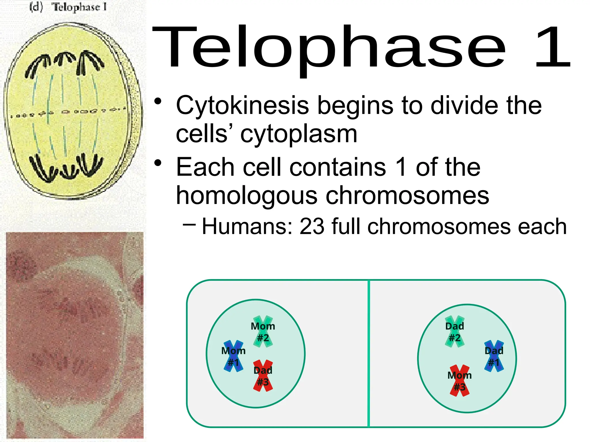 Different stages of meiosis for high school Biology | PPTX