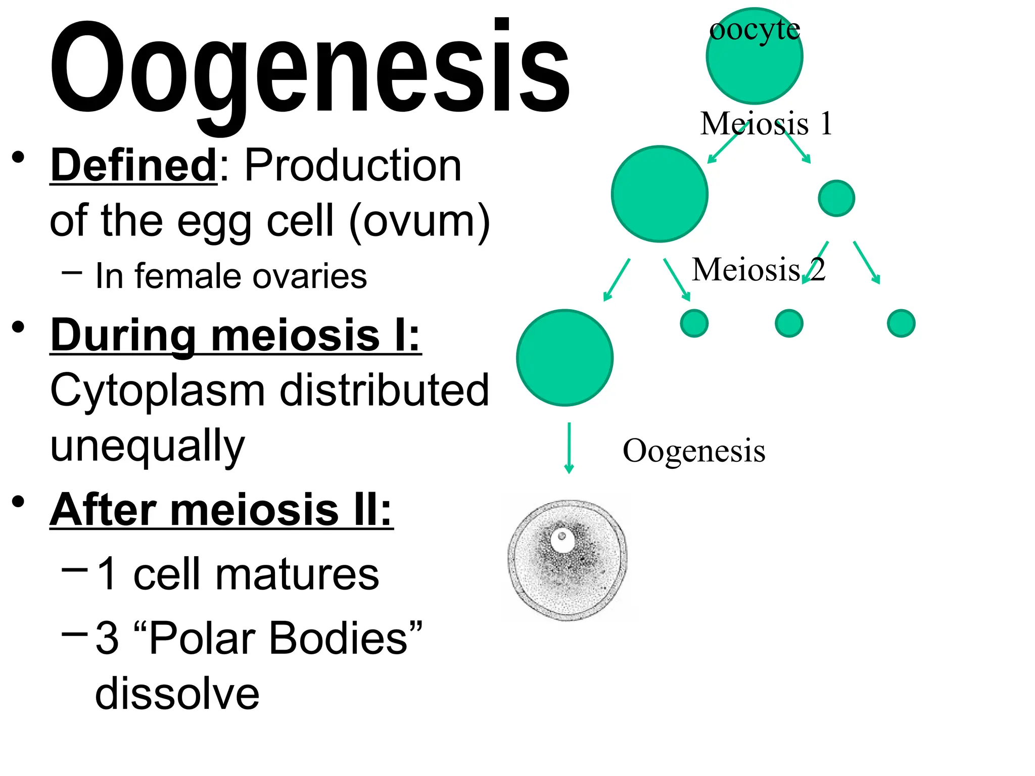 Different stages of meiosis for high school Biology | PPTX