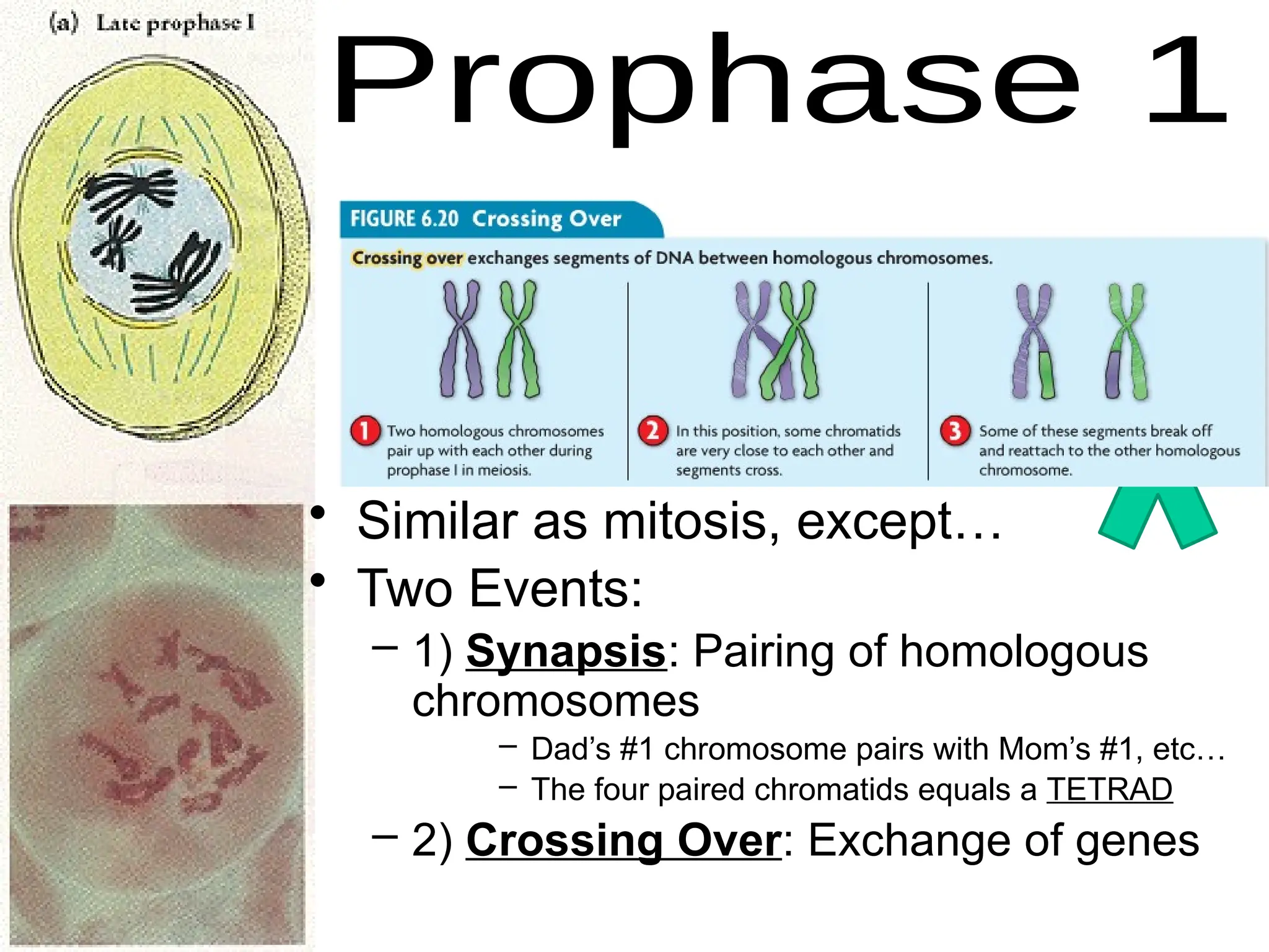 Different stages of meiosis for high school Biology | PPTX