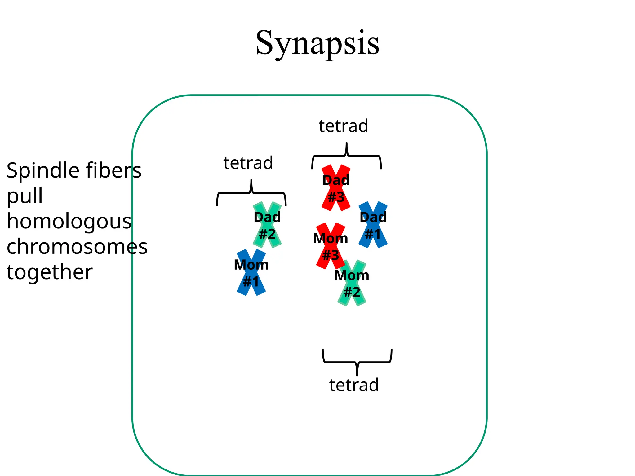 Different stages of meiosis for high school Biology | PPTX