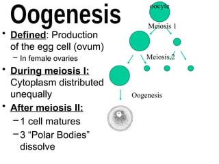 Different stages of meiosis for high school Biology | PPTX