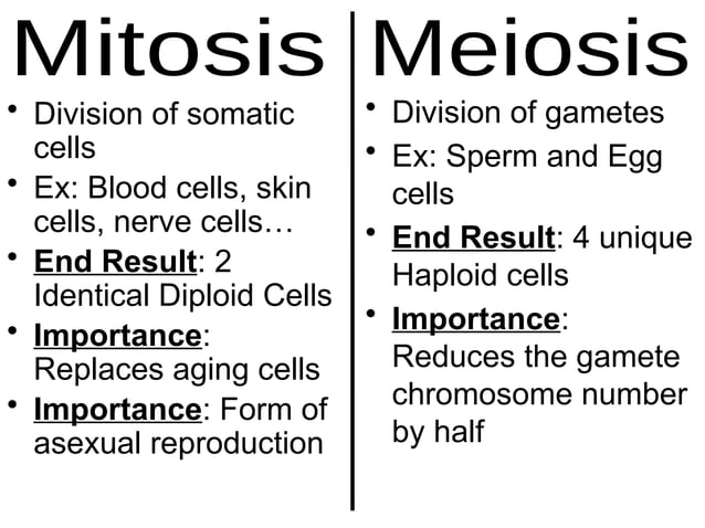 Different stages of meiosis for high school Biology | PPTX