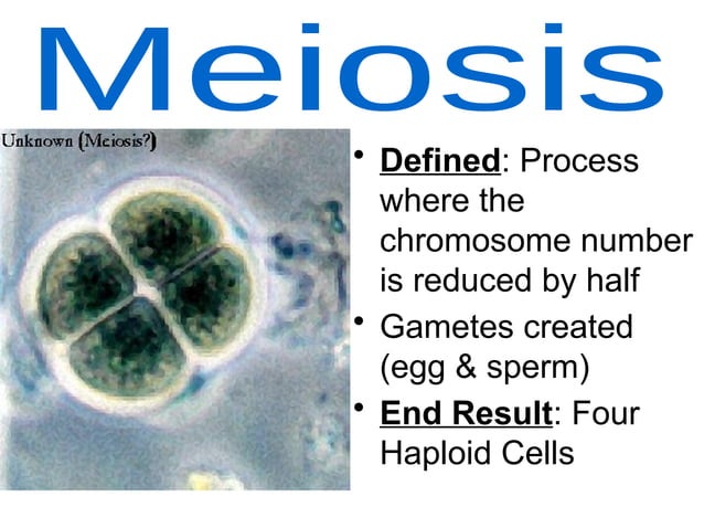 Different stages of meiosis for high school Biology | PPTX