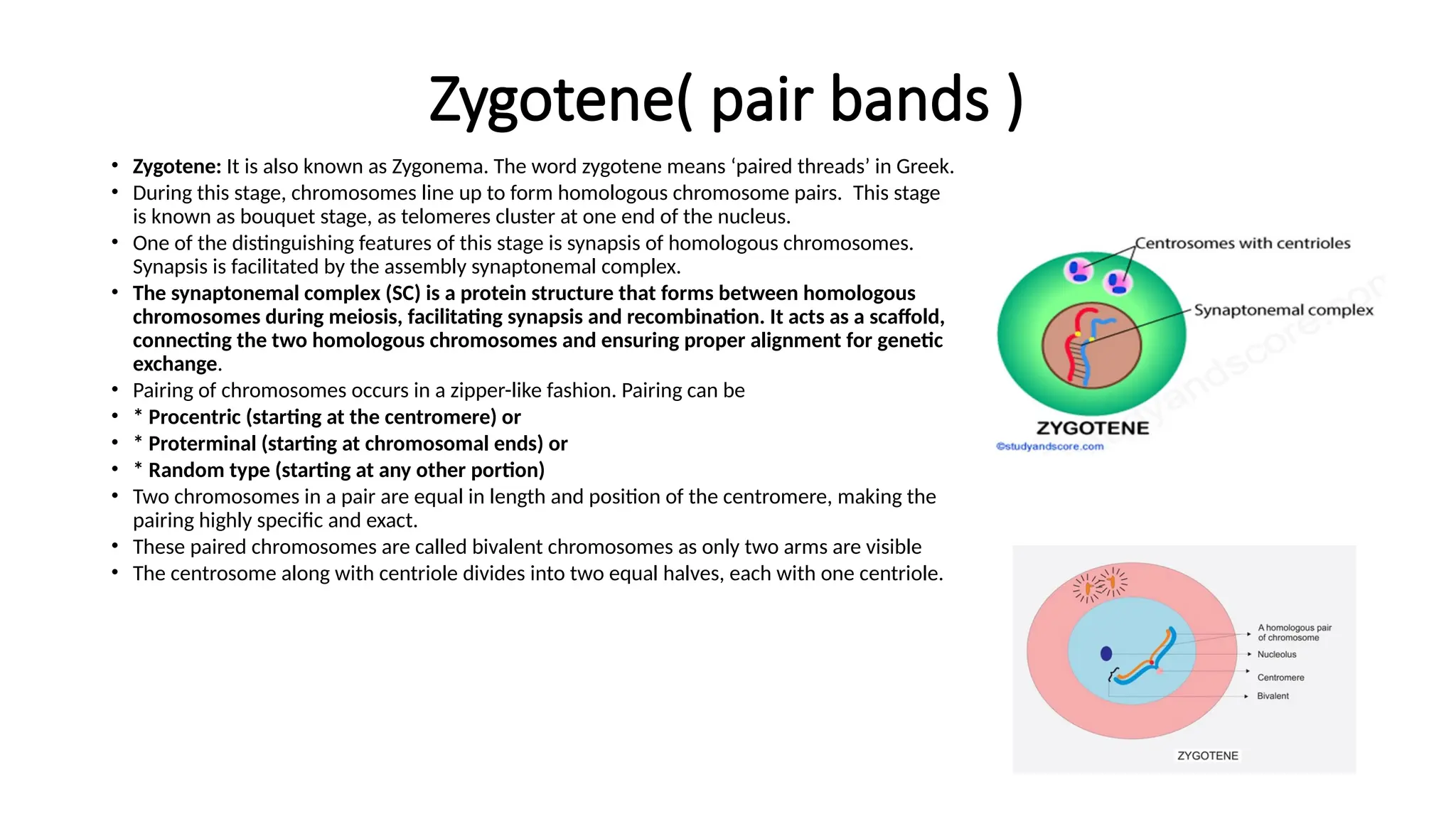 Cell differentiation, division, meiosis.pptx