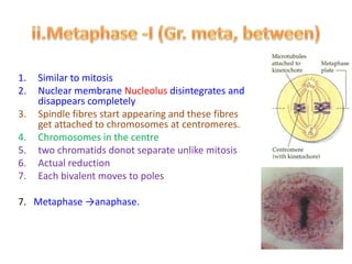 Meiosis: Stages, Mechanism, and Significance of Reduction Division | PDF
