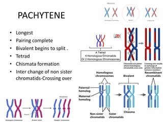 Meiosis: Stages, Mechanism, and Significance of Reduction Division | PDF