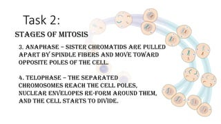 MEIOSIS-AND-MITOSIS in Gen-Bioo g11.pptx