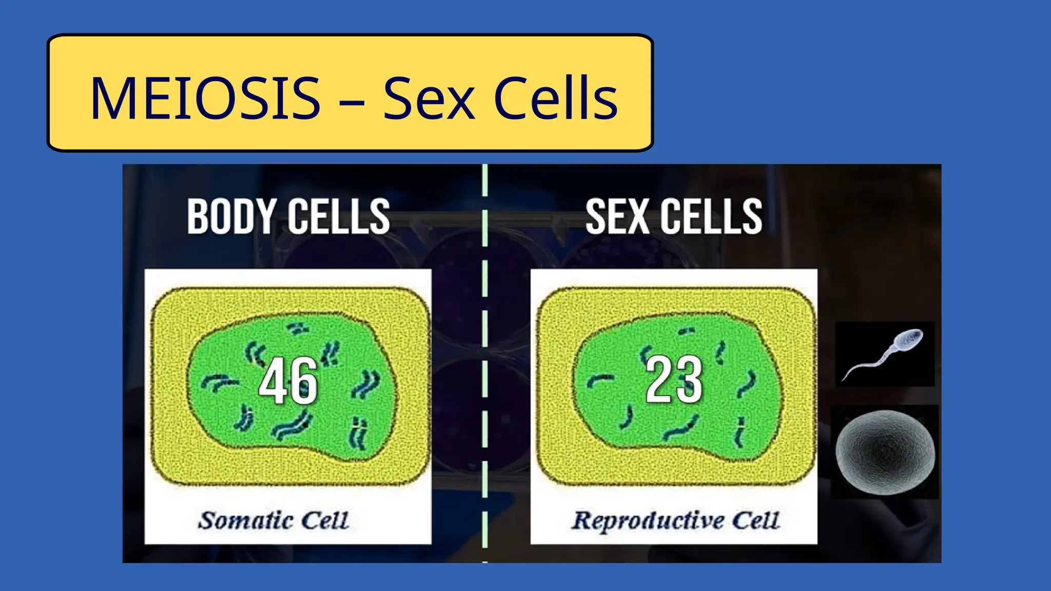 Meiosis Gamete Sex Cell-Cell-Division.pptx