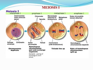 Meiosis converted(1) | PPT
