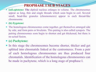 Meiosis converted(1) | PPT
