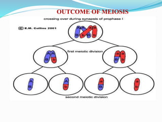 Prophase 1 Of Meiosis Crossing Over