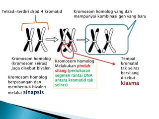 Meiosis | PPT