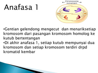 Meiosis | PPT