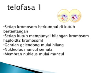 Meiosis | PPT